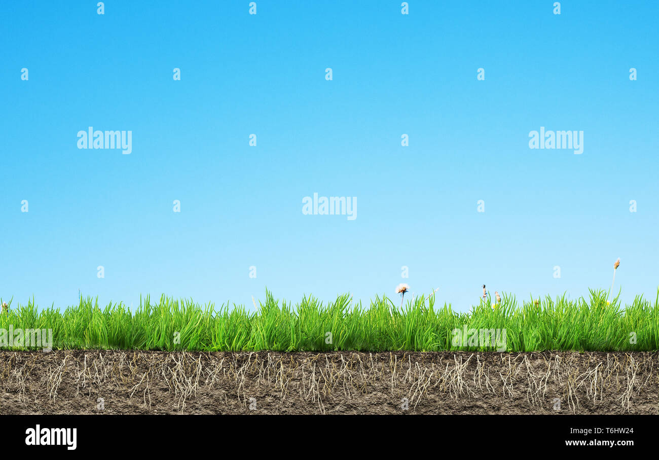 grass with roots and soil Stock Photo - Alamy