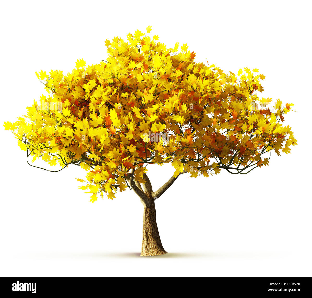 autumn maple tree isolated Stock Photo - Alamy