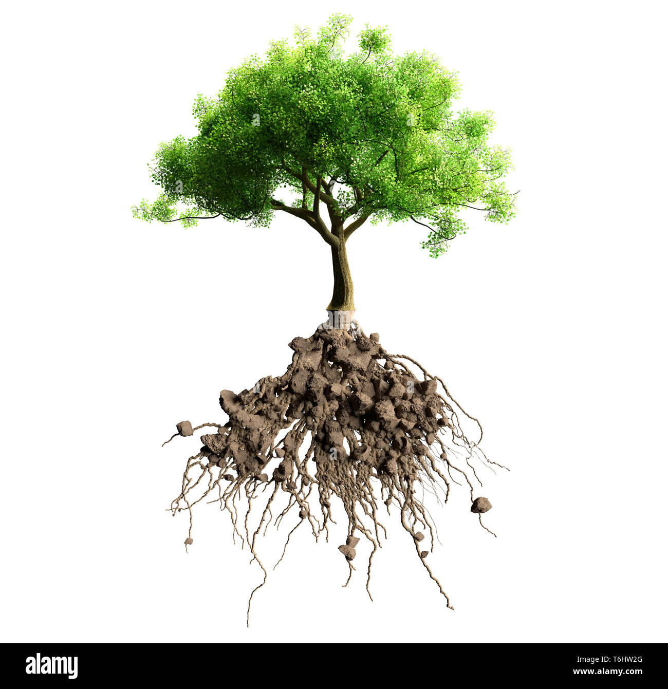tree with roots isolated Stock Photo - Alamy