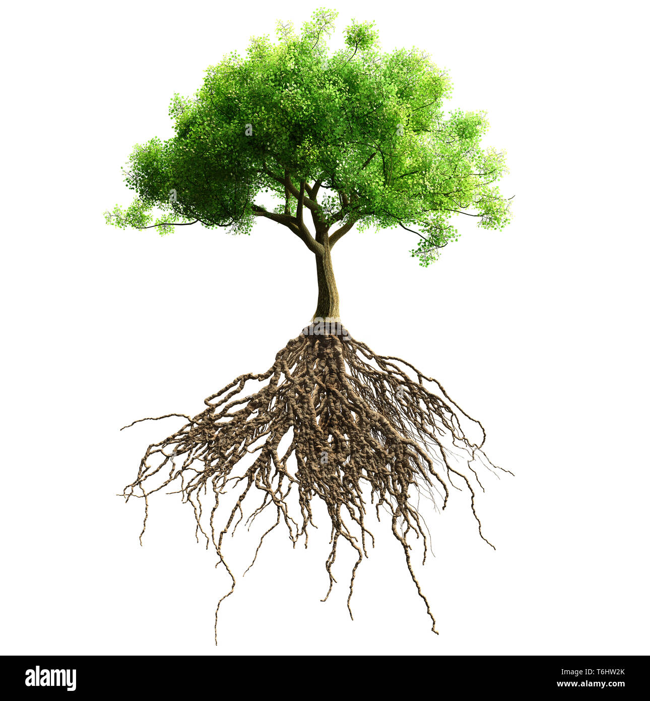 tree with roots isolated Stock Photo - Alamy