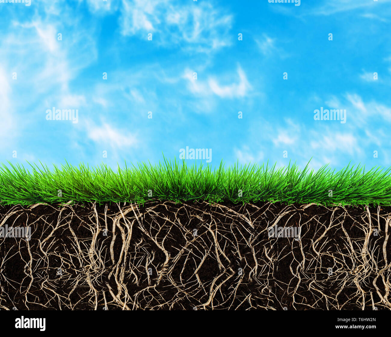 Grass with roots hi-res stock photography and images - Alamy