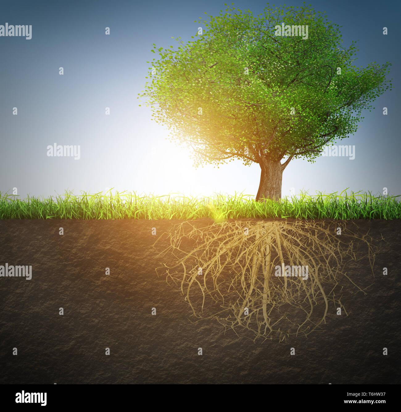 tree with roots Stock Photo - Alamy