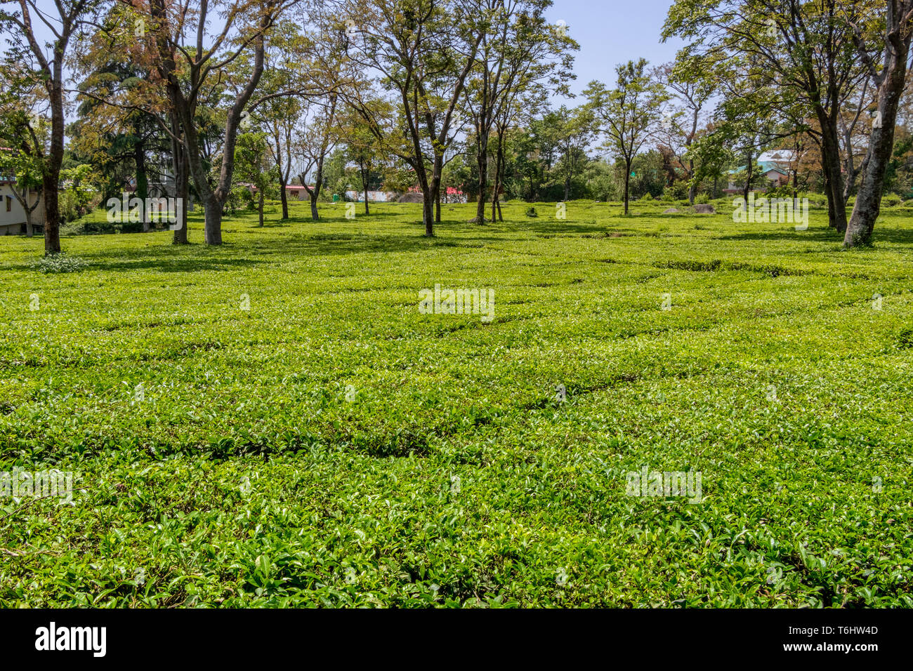India agriculture farmland tea hi-res stock photography and images - Alamy