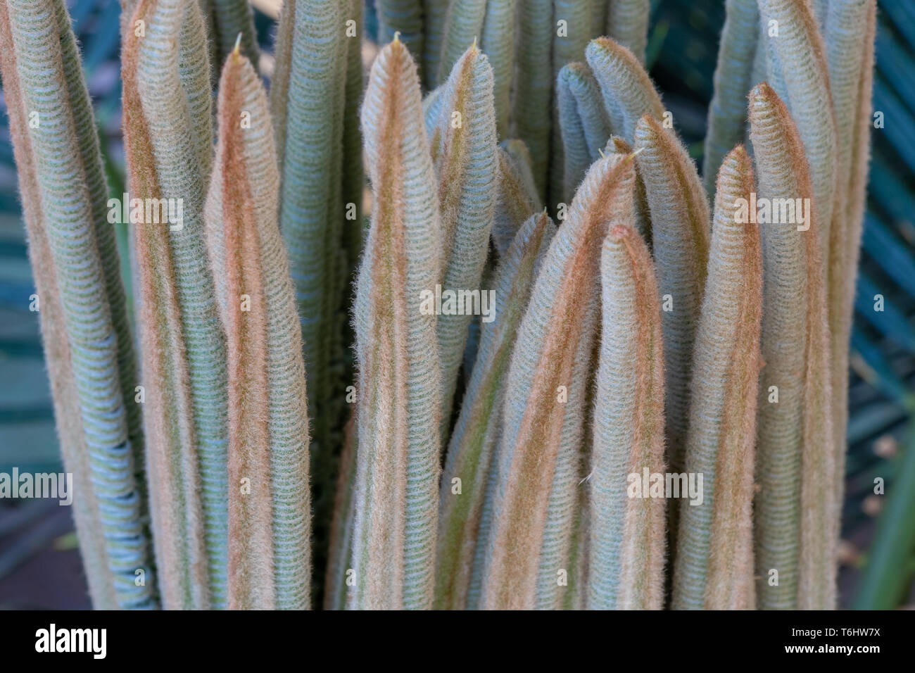 Palm tree bud hi-res stock photography and images - Alamy