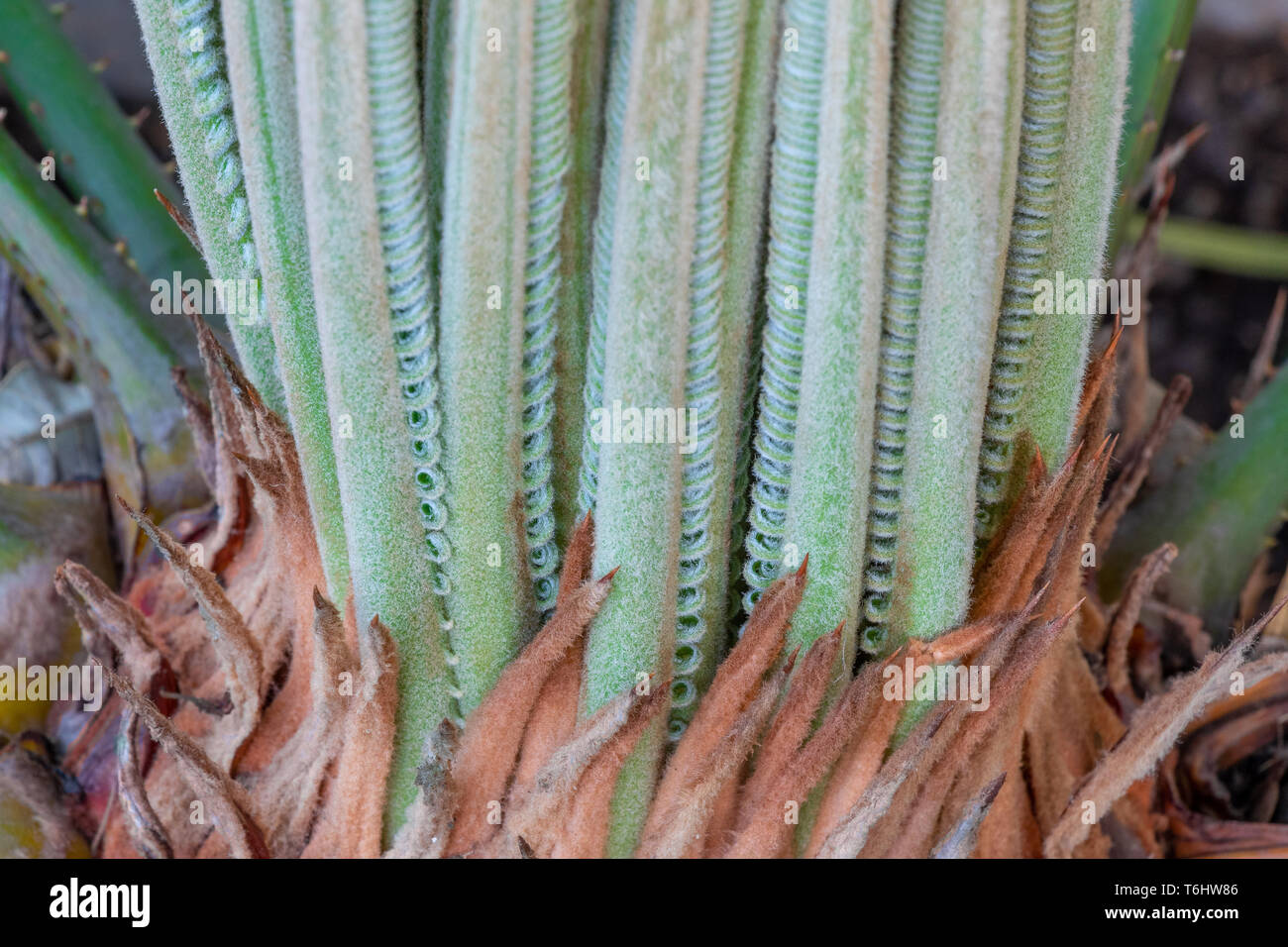 Cycas palm plant fresh buds taking shape of new leafs Stock Photo - Alamy
