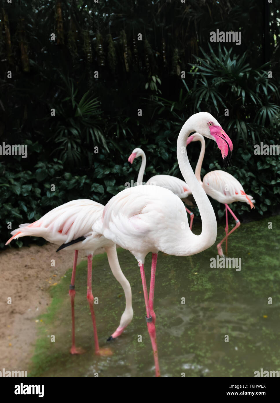 Flamingo bird relaxing in the zoo with deep green background in low ...