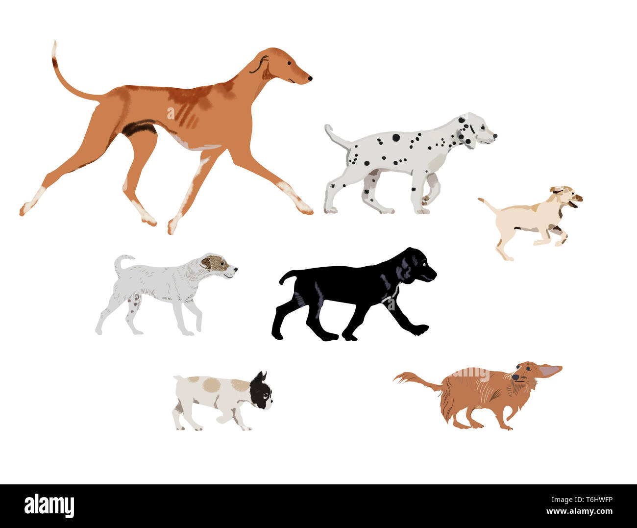 Walking pack of dogs Stock Photo - Alamy