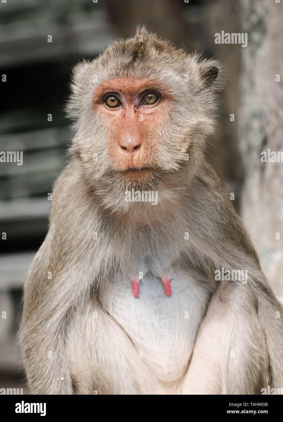 Monkey relaxing in the sun hi-res stock photography and images - Alamy