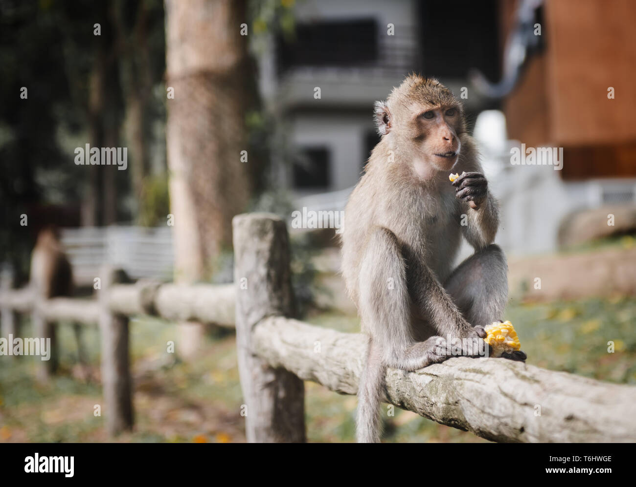 Monkey relaxing in the sun hi-res stock photography and images - Alamy