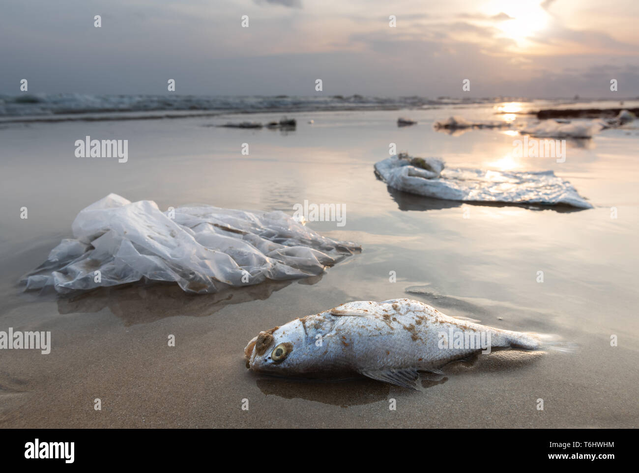 Death fish and plastic garbage on the beach in pollution sea scape ...