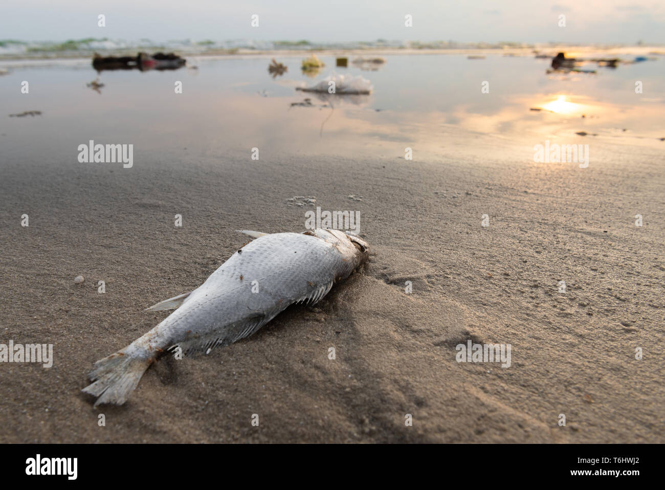 Death fish and plastic garbage on the beach in pollution sea scape ...