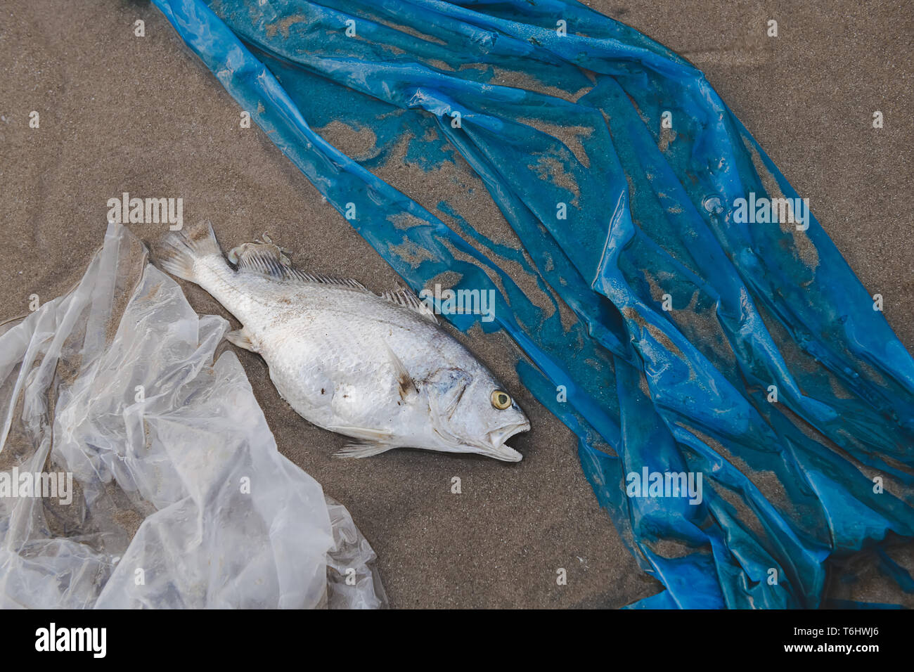 Death fish and plastic garbage on the beach in pollution sea scape ...
