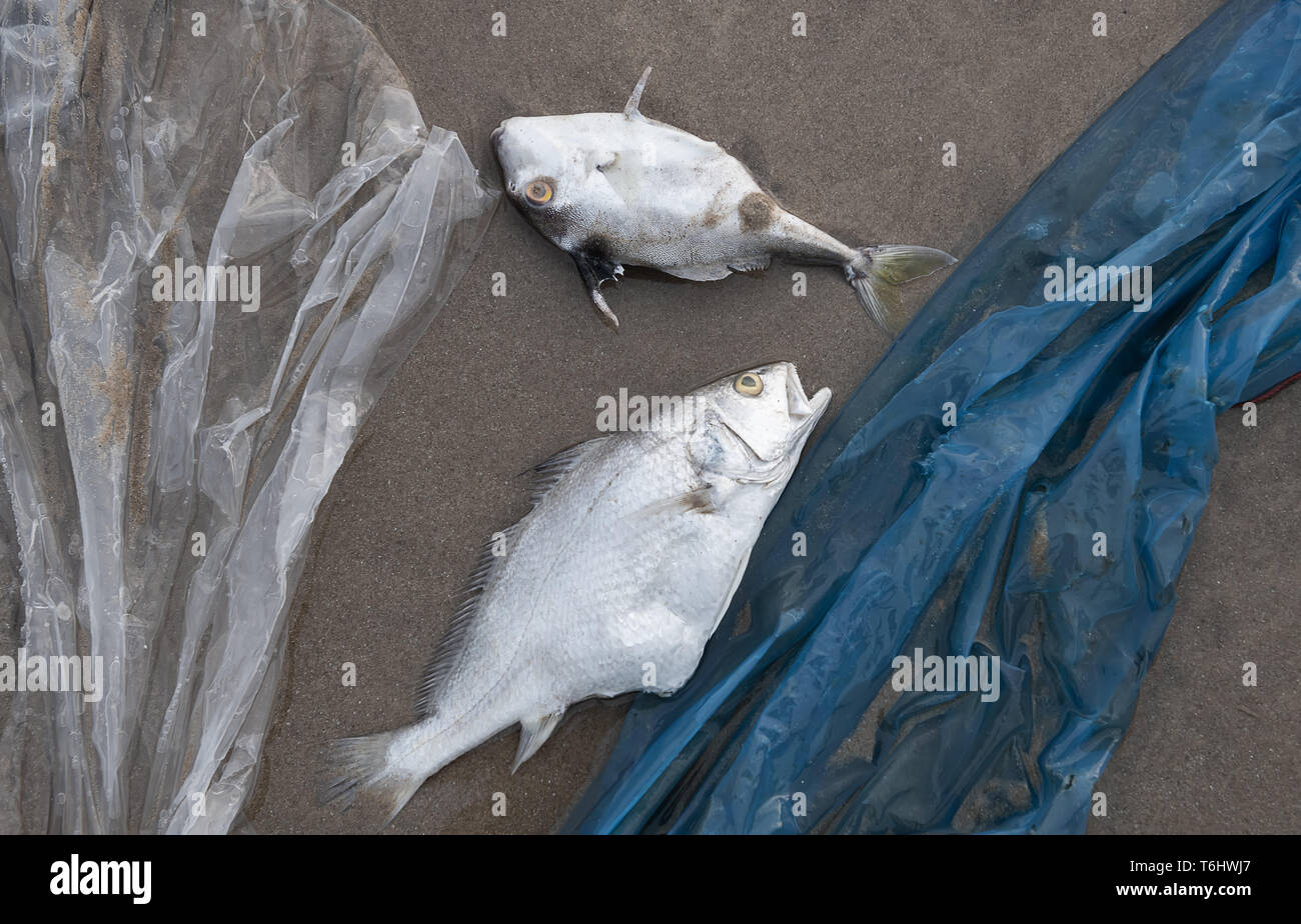Death fish and plastic garbage on the beach in pollution sea scape ...