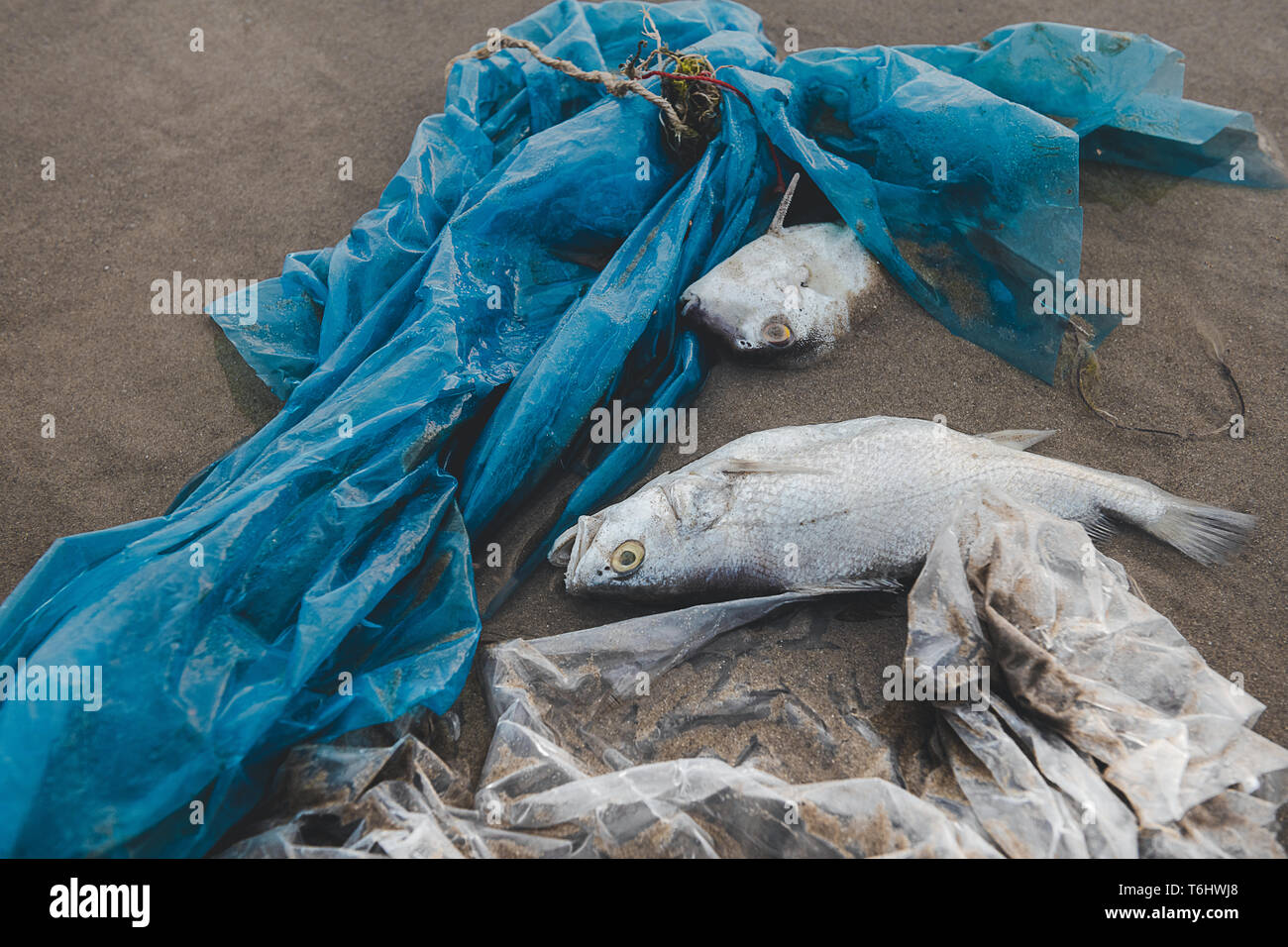 Death fish and plastic garbage on the beach in pollution sea scape ...