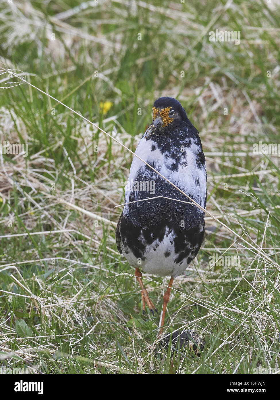 Ruff (Calidris pugnax), Europe Stock Photo - Alamy