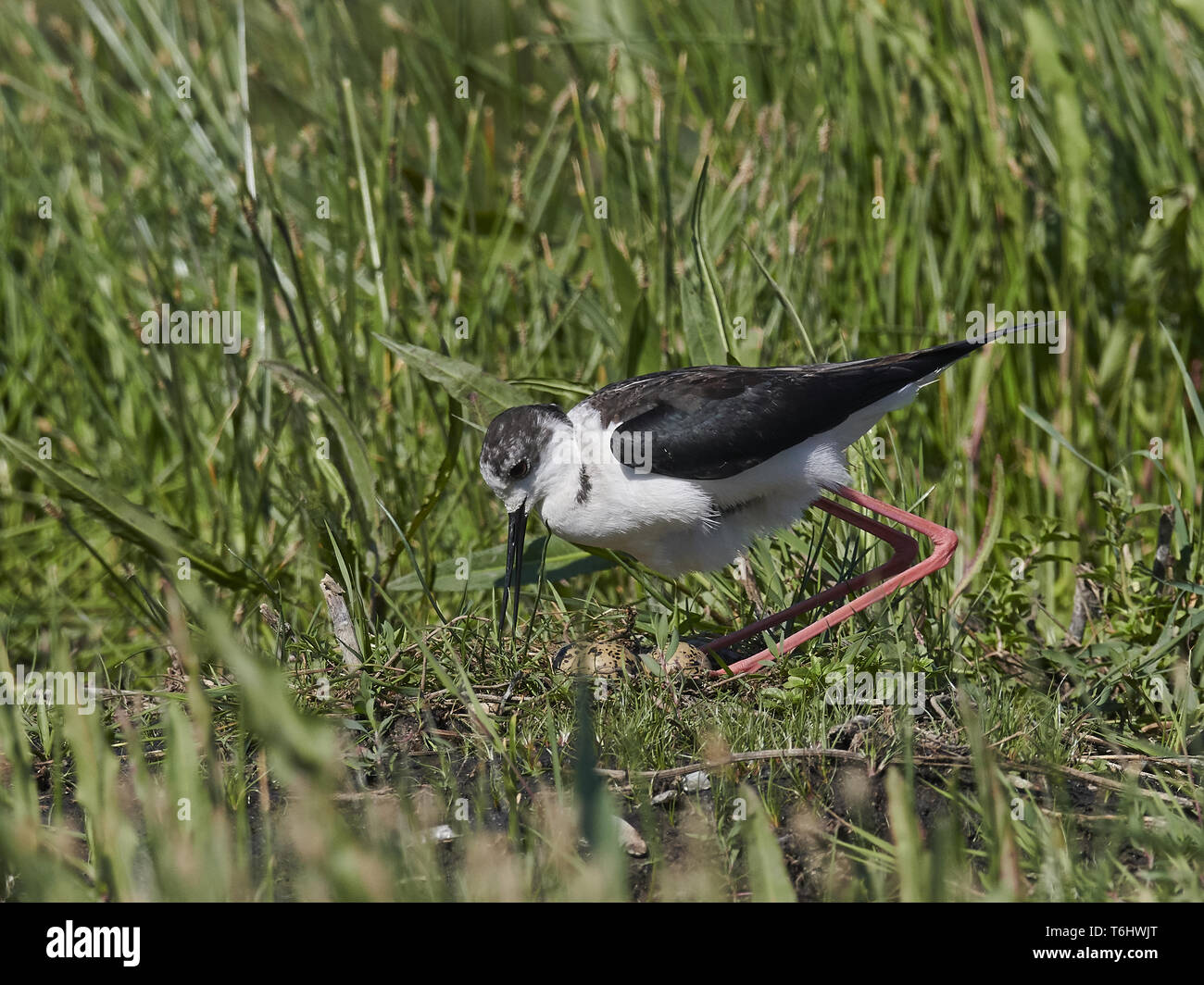Common Stilt, Himantopus himantopus, North Sea, Europe Stock Photo - Alamy