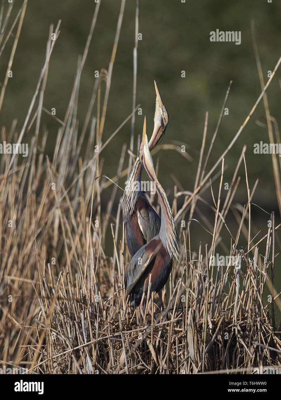 Purple Heron, Ardea purpurea, in hungary, europe Stock Photo - Alamy