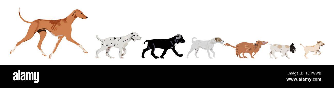 Walking dachshund hi-res stock photography and images - Alamy