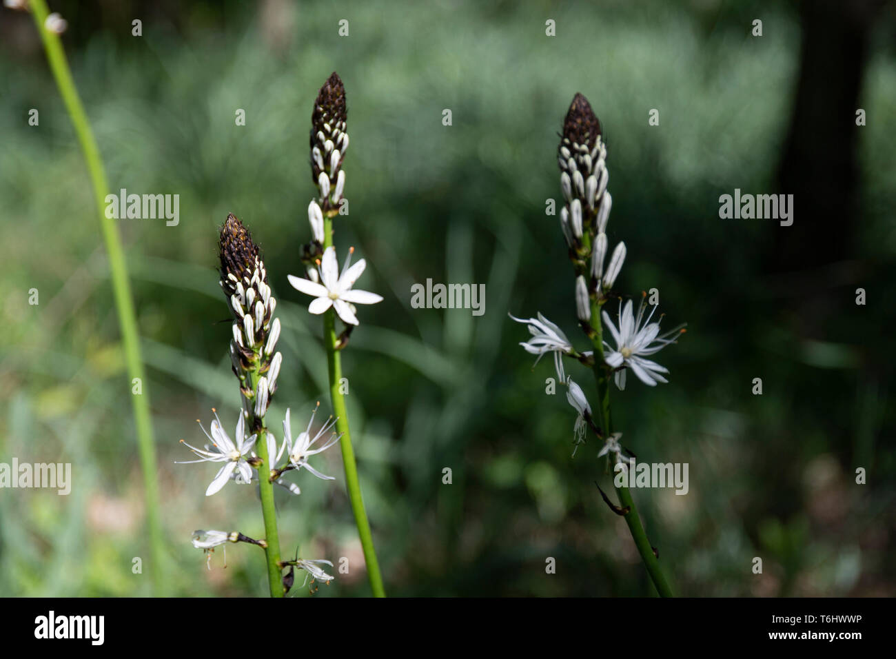 White asphodel plant asphodelus albus hi-res stock photography and ...