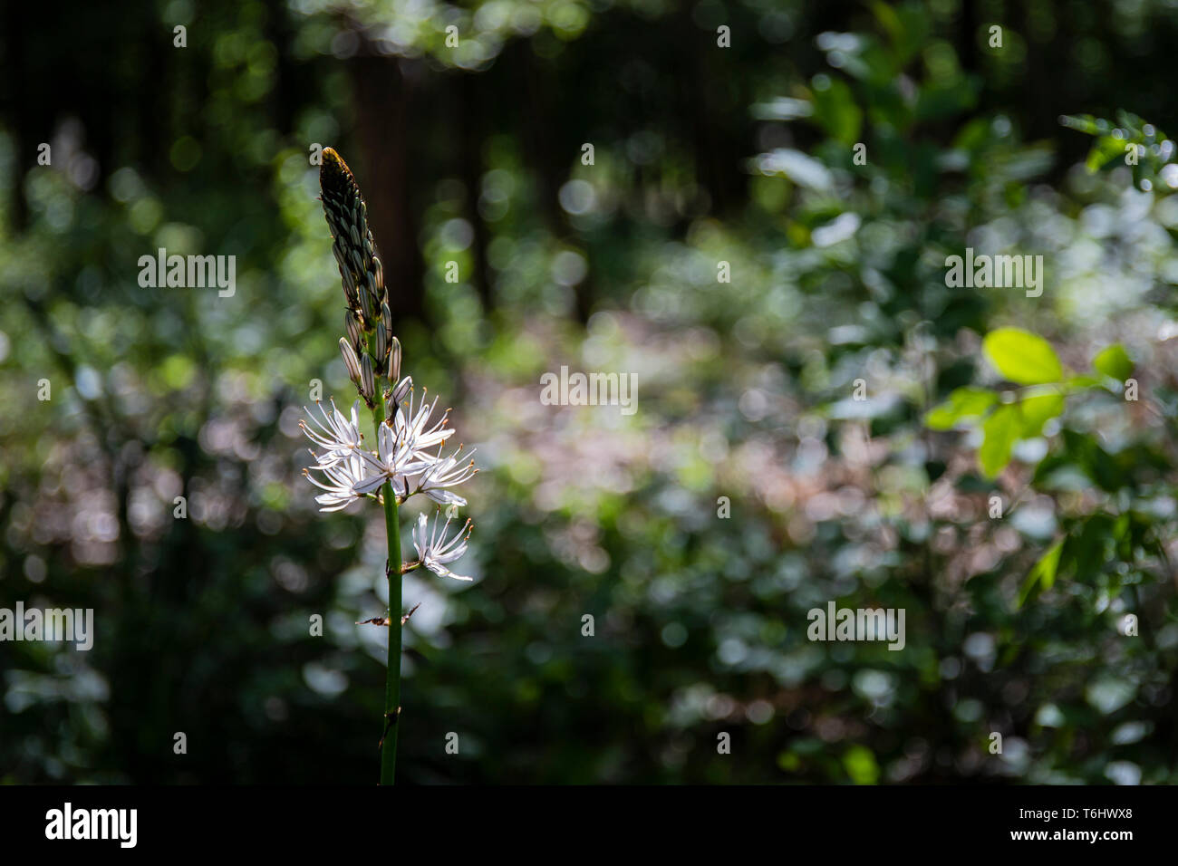 White asphodel plant asphodelus albus hi-res stock photography and ...