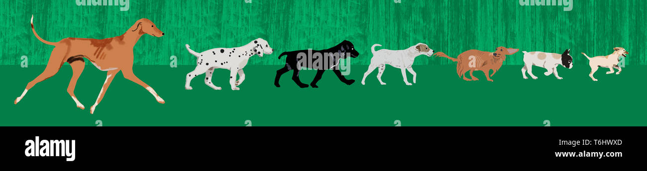 Dog pack breeds hi-res stock photography and images - Alamy