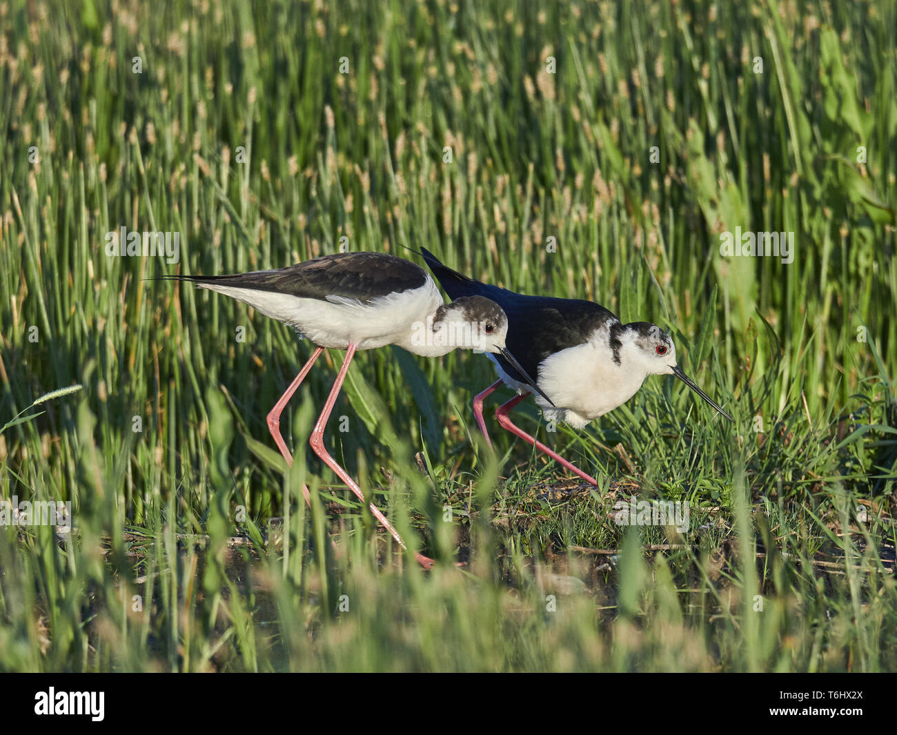Common Stilt, Himantopus himantopus, North Sea, Europe Stock Photo - Alamy