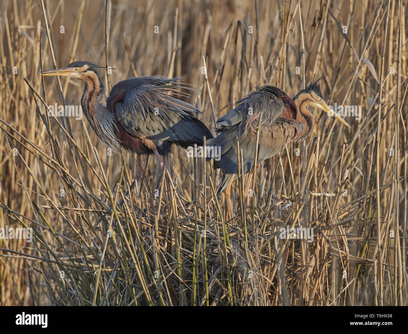 Purple Heron, Ardea purpurea, in hungary, europe Stock Photo - Alamy