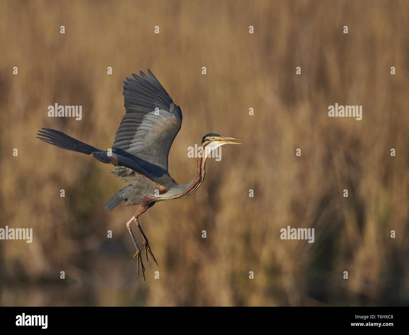 Purple Heron, Ardea purpurea, in hungary, europe Stock Photo - Alamy