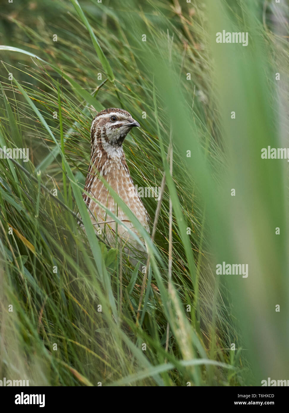 common quail (Coturnix coturnix) or European quail Stock Photo - Alamy