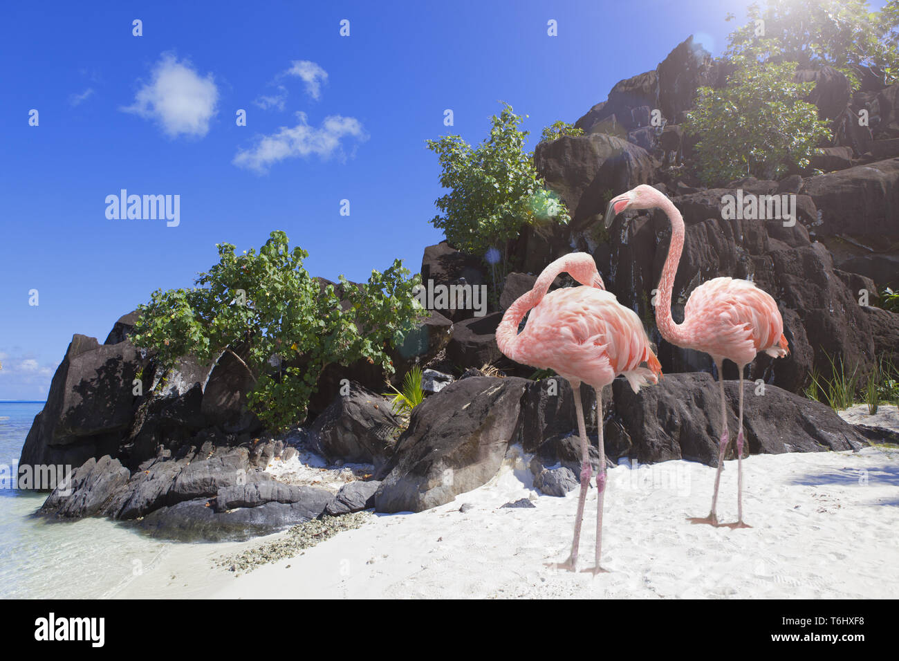Black rocks and flamingo. Bora-Bora. Polynesia Stock Photo - Alamy