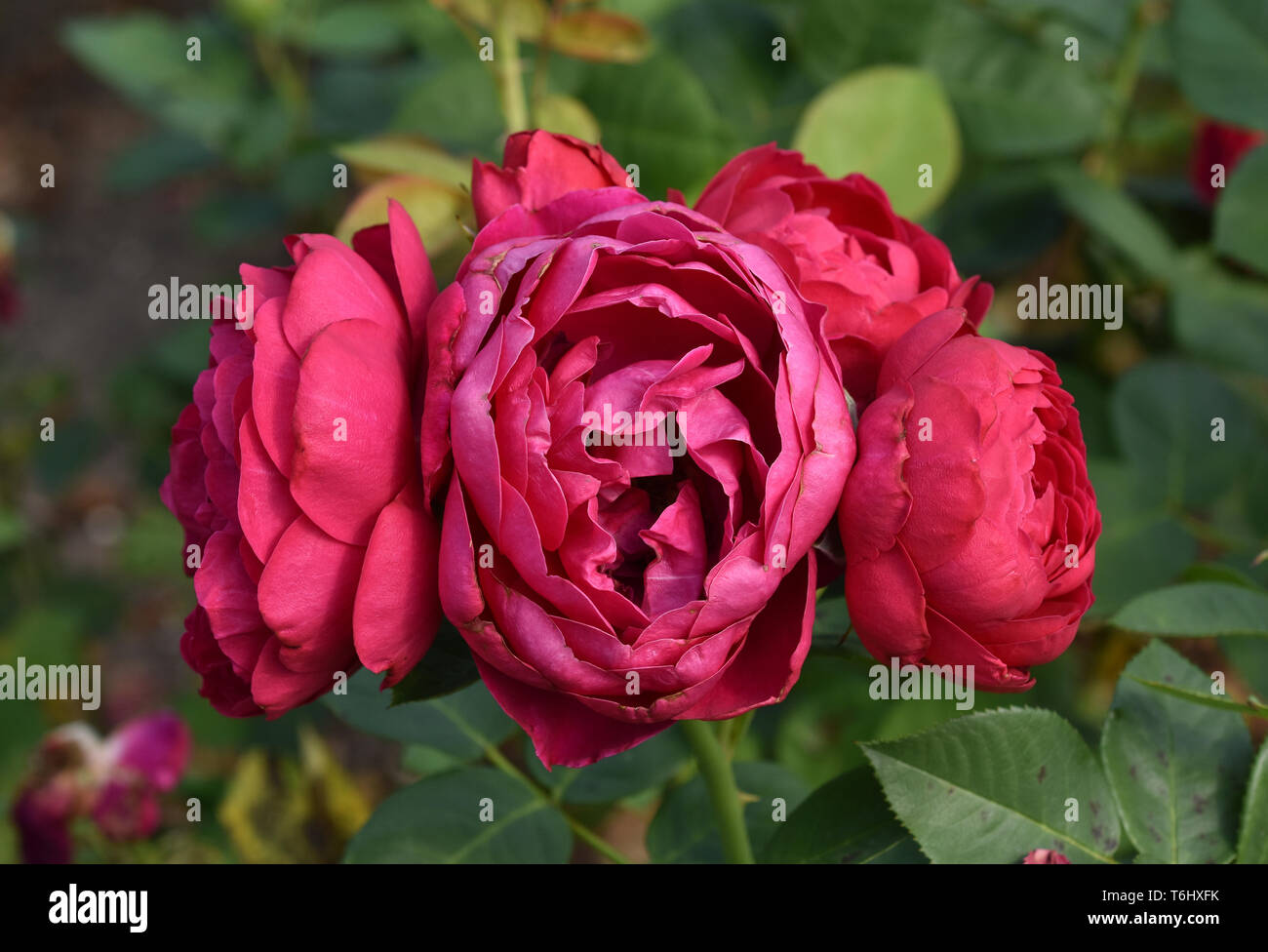 Res' hi-res stock photography and images - Alamy