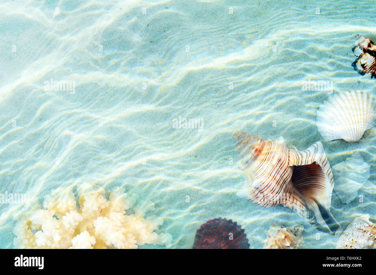 Seashell on the summer beach in sea water. Summer background. Summer ...