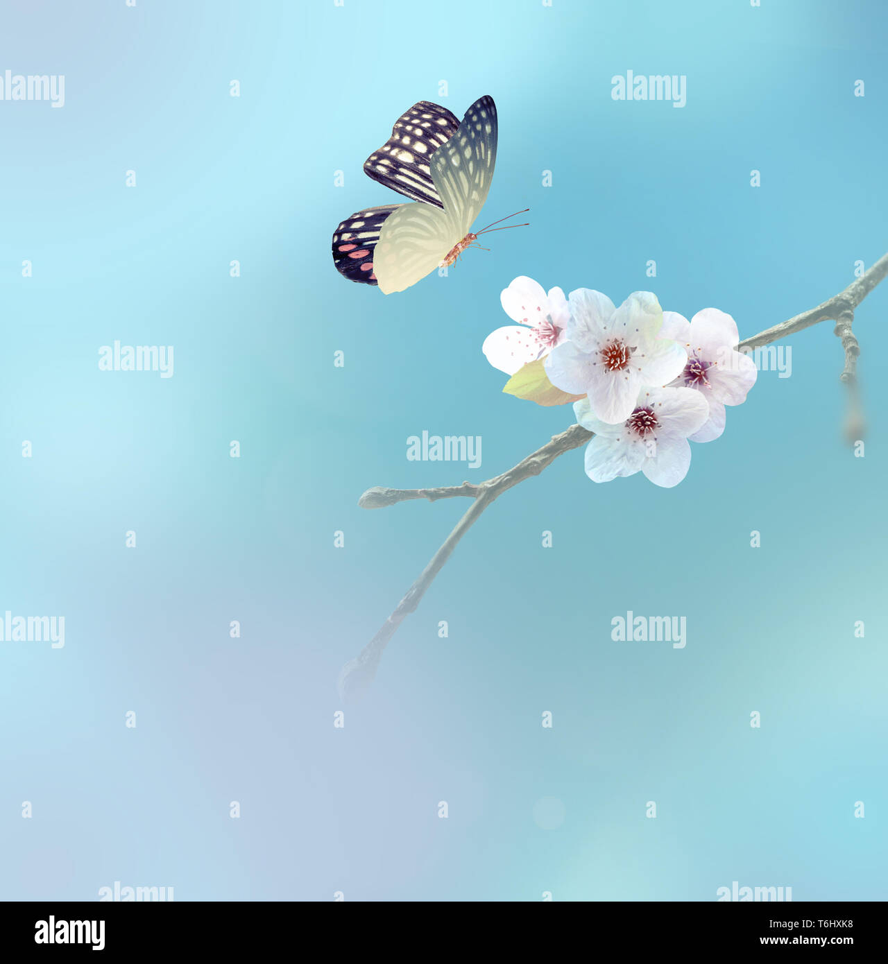 Butterfly flying sky hi-res stock photography and images - Alamy