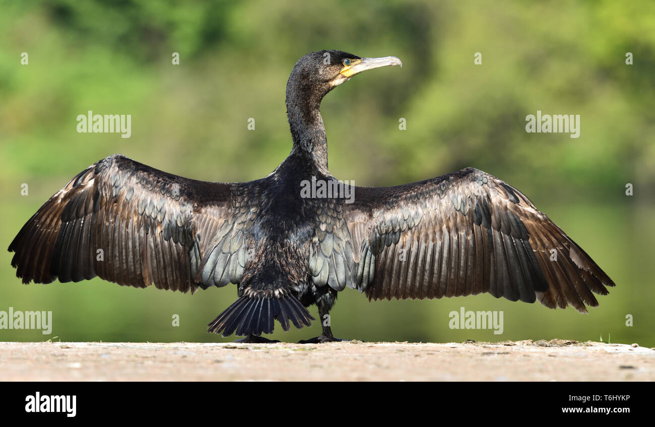 Cormorant with wings spread hi-res stock photography and images - Alamy