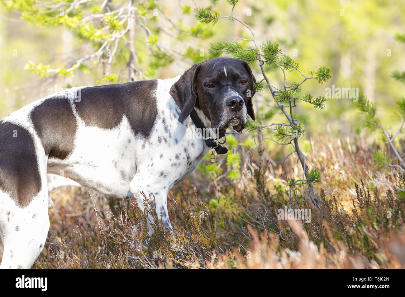 Dog english pointer enjoying spring in the woods Stock Photo - Alamy
