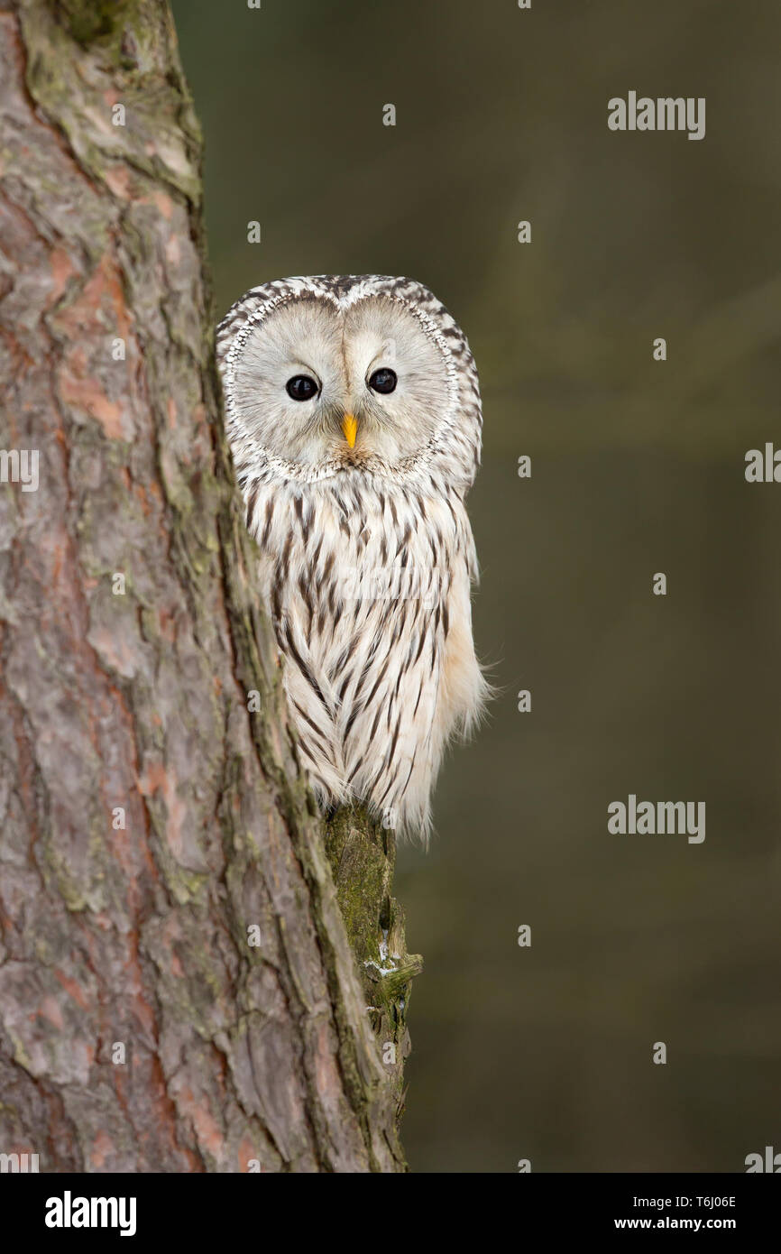 Genus strix hi-res stock photography and images - Alamy
