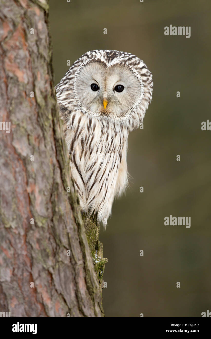 Ural owl (Strix uralensis) is a medium-sized nocturnal owl of the genus ...