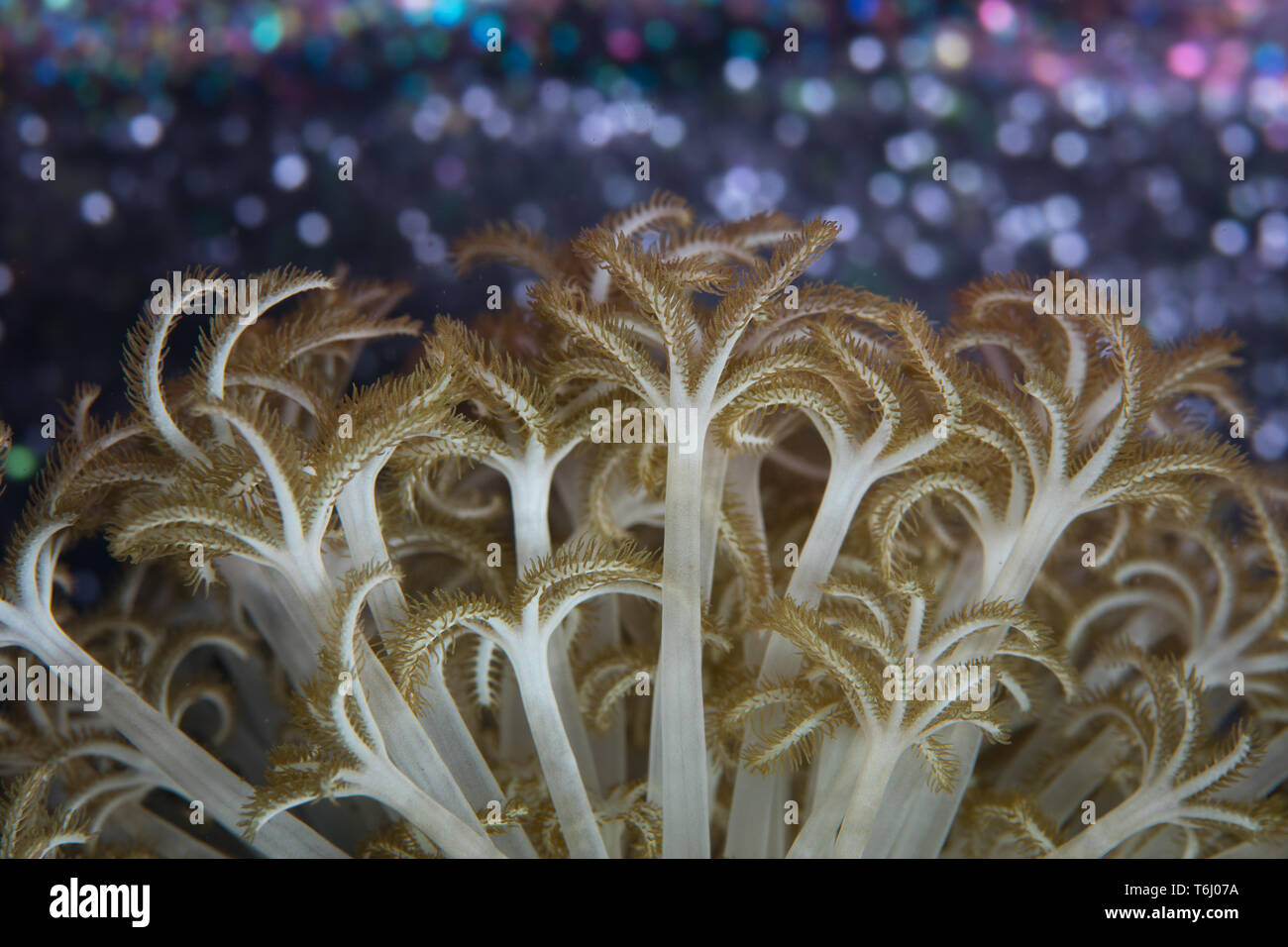 Detail of coral polyps, Xenia sp., growing on a shallow reef in Lembeh ...