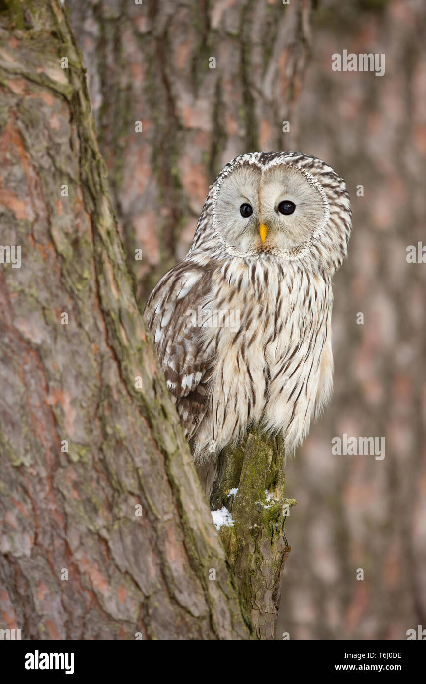 Ural owl (Strix uralensis) is a medium-sized nocturnal owl of the genus ...
