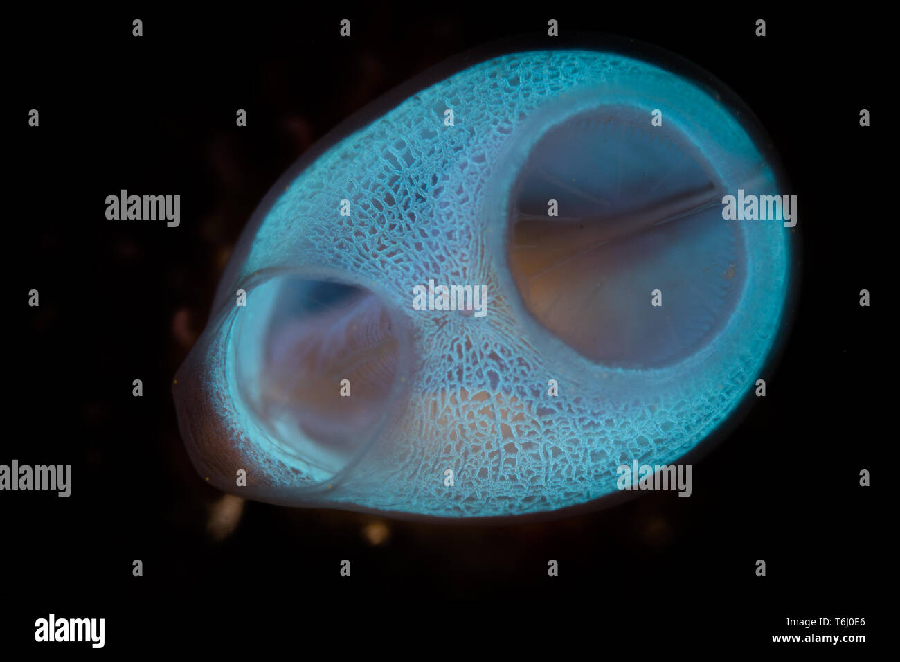 A delicate tunicate grows on a coral reef in Lembeh Strait, Indonesia ...