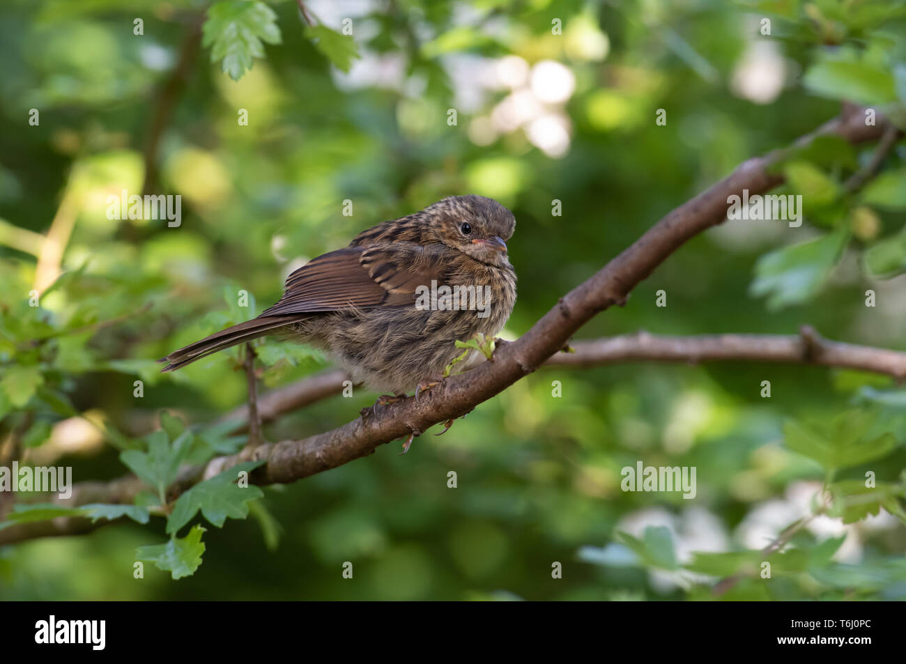 Juvenile dunnock hi-res stock photography and images - Alamy
