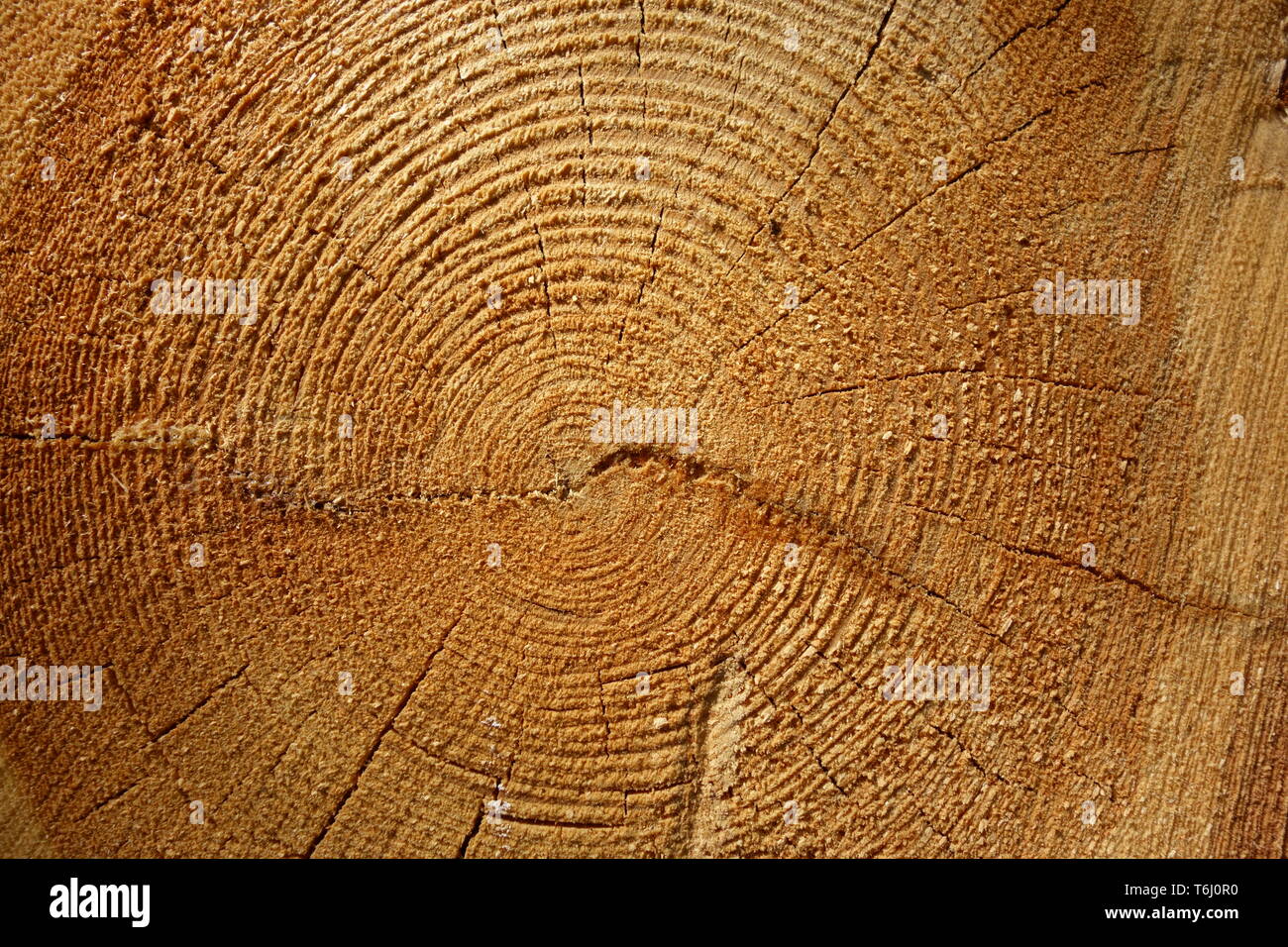 Wood log cut, closeup Stock Photo - Alamy