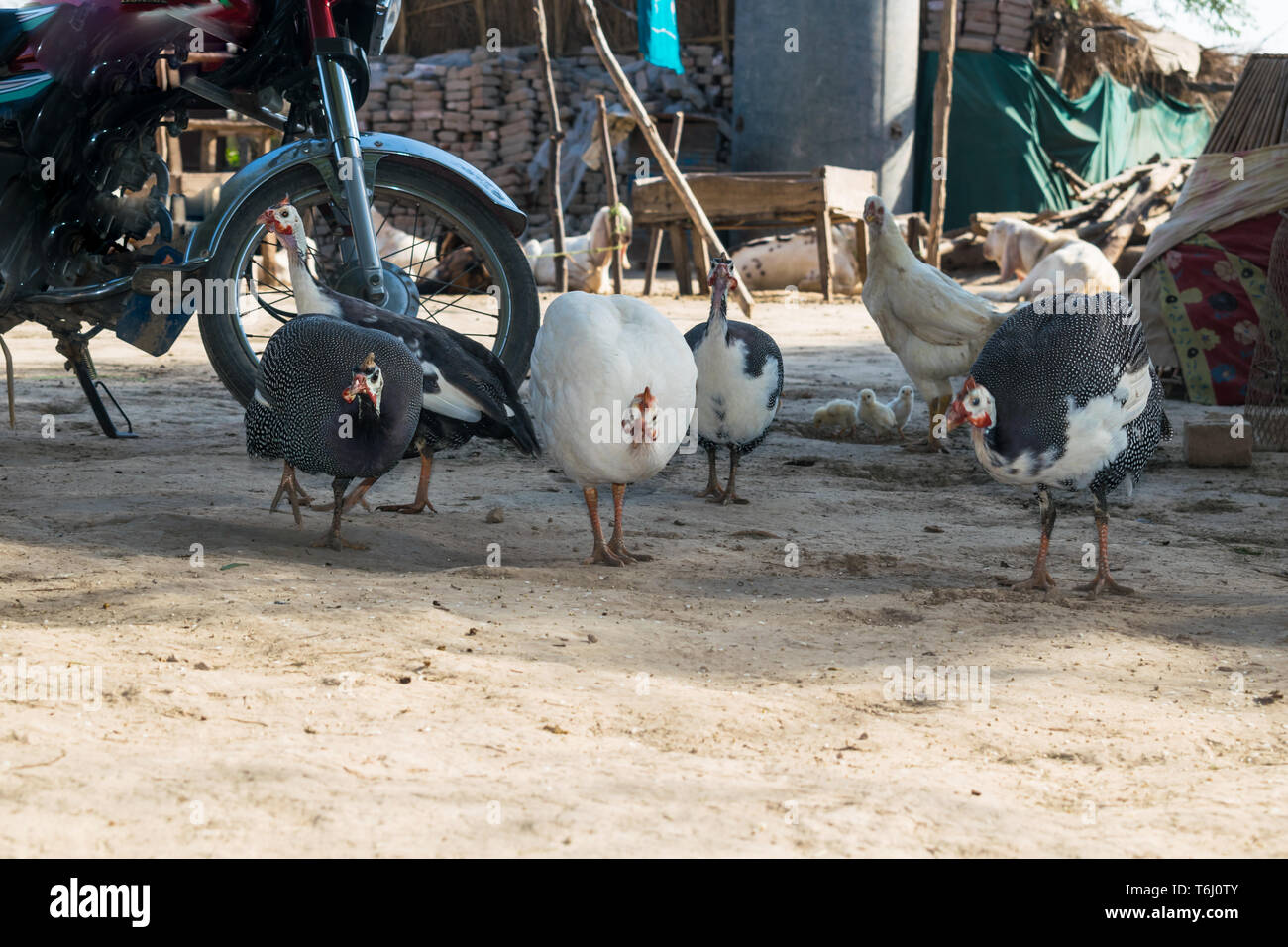 a closeup of black and white helmeted guinea fowl eating grain seeds ...