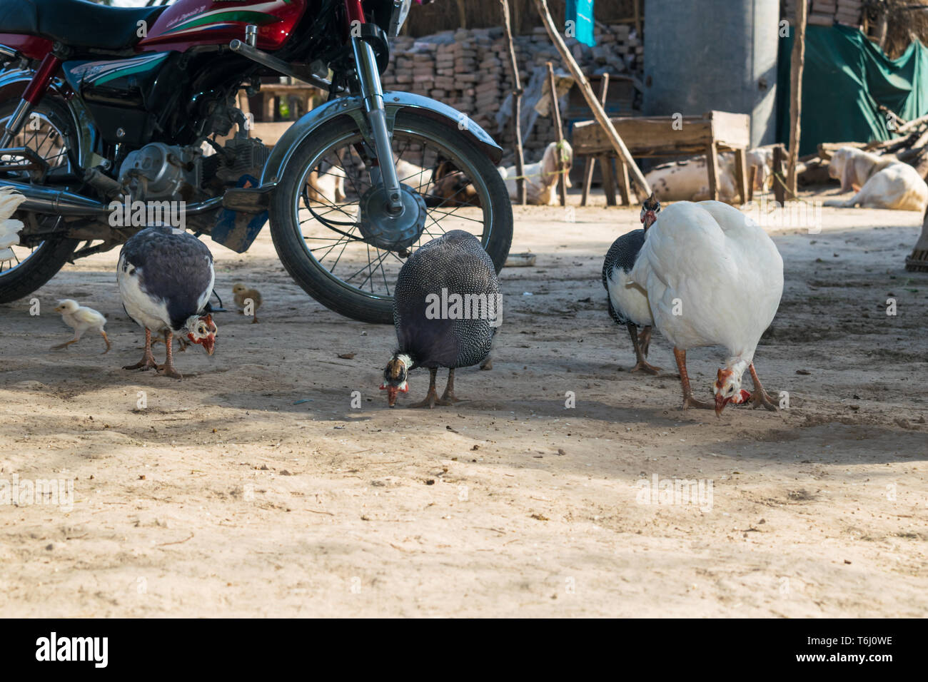a closeup of black and white helmeted guinea fowl eating grain seeds ...