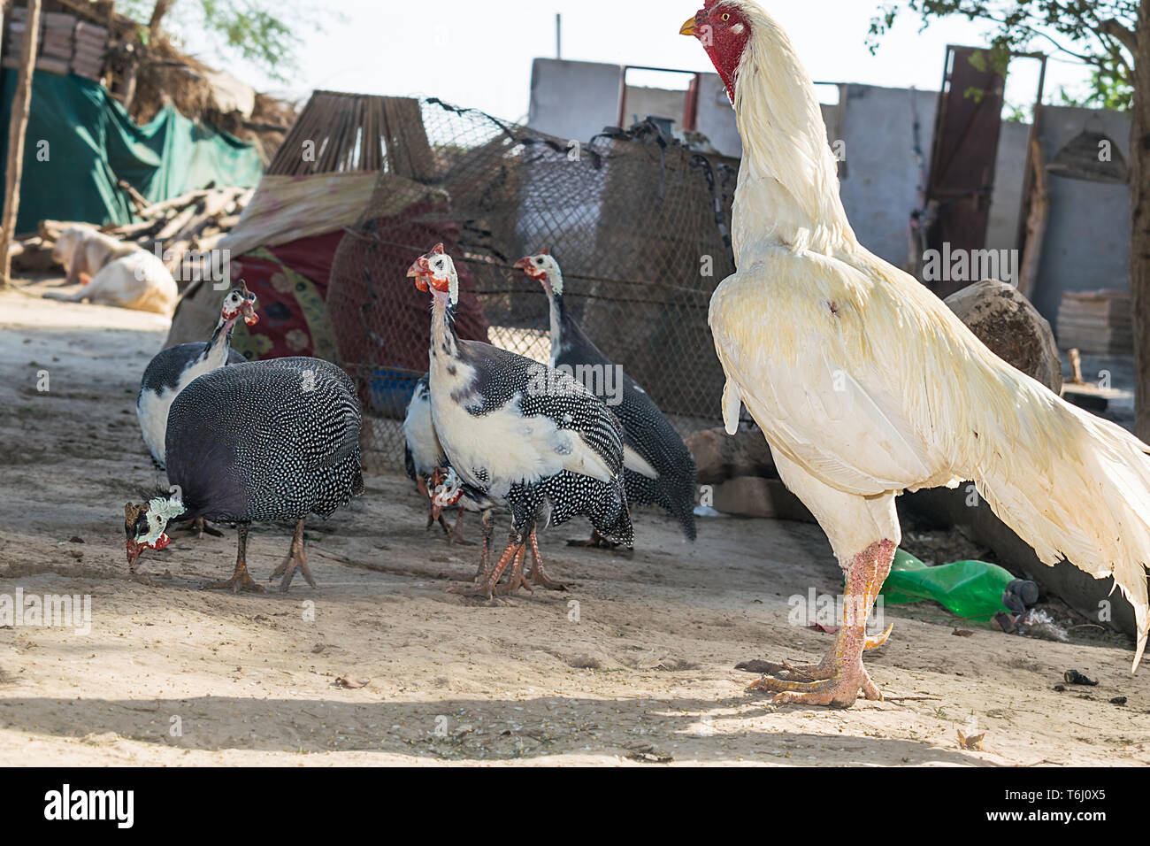 a closeup of white rooster and helmeted guinea fowls eating seeds Stock ...