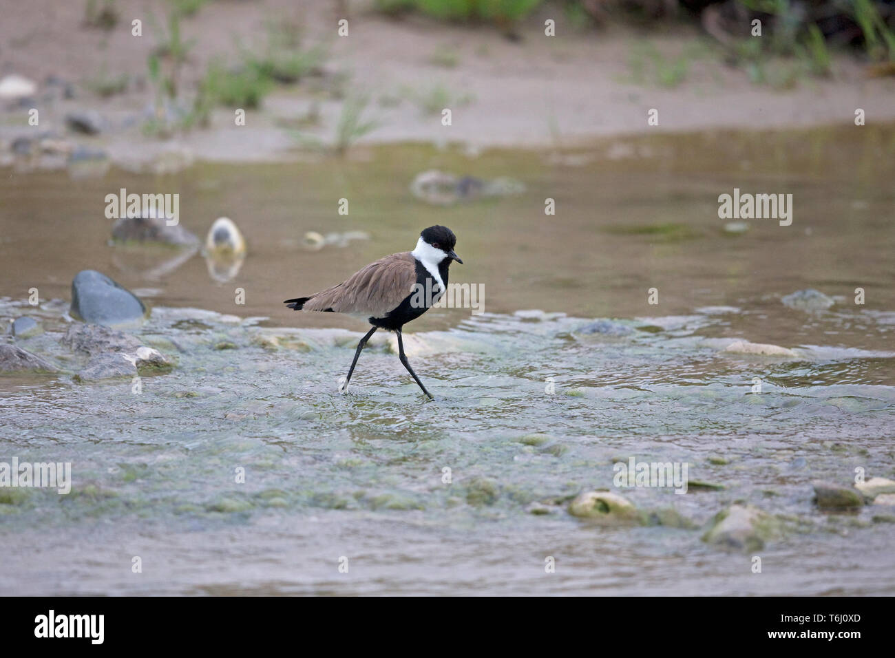 Spur winged lapwings hi-res stock photography and images - Alamy