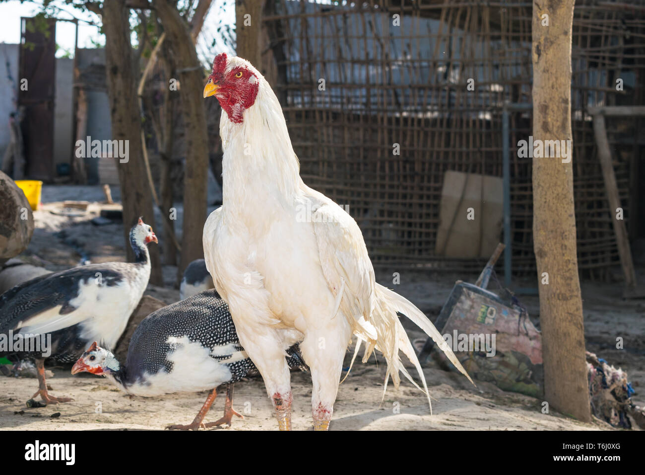 Black and white speckled rooster hi-res stock photography and images ...