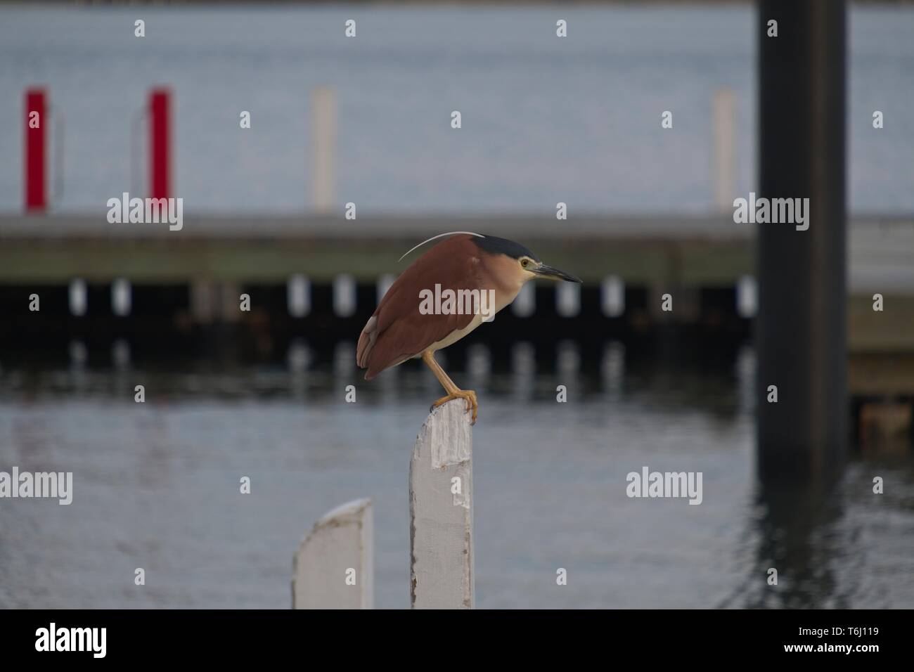 Nankeen night heron head tuft hi-res stock photography and images - Alamy
