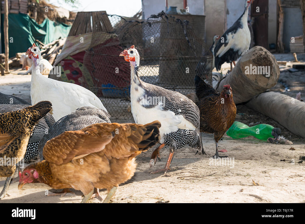 a closeup of white helmeted guinea fowls eating seeds Stock Photo - Alamy