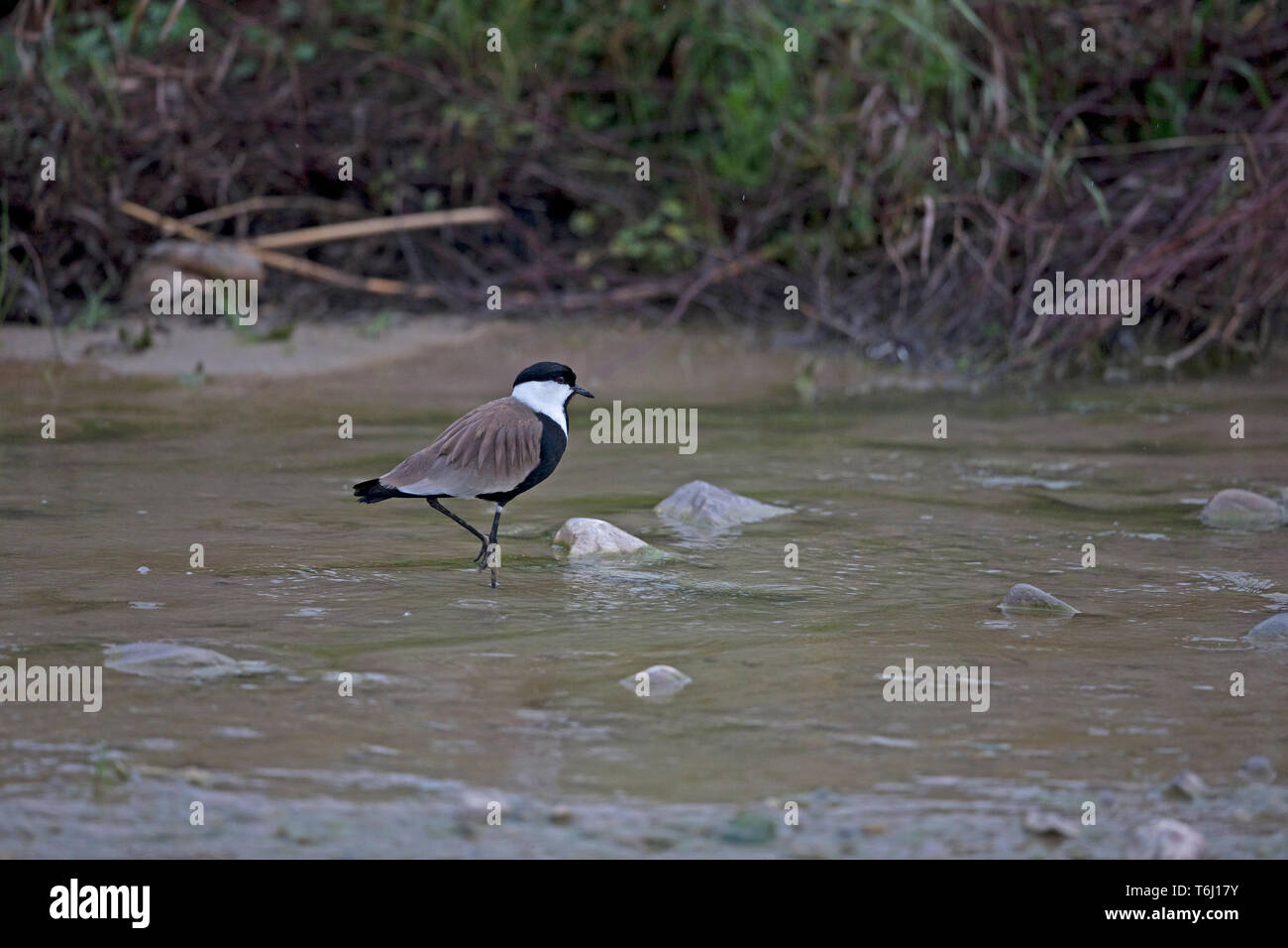 Spur-winged Lapwing (Vanellus spinosus Stock Photo - Alamy